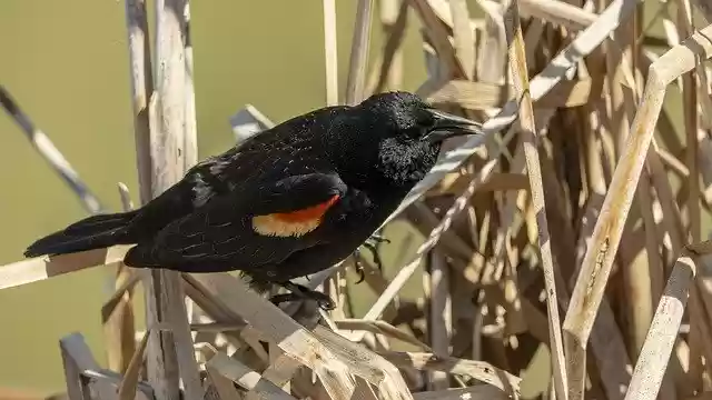 Redwing Blackbird Eyes Marsh Bull by OffiDocs for