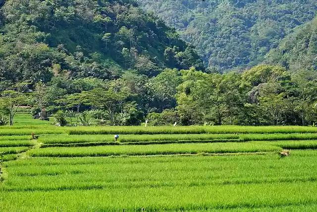 rice field farm agriculture field by OffiDocs for
