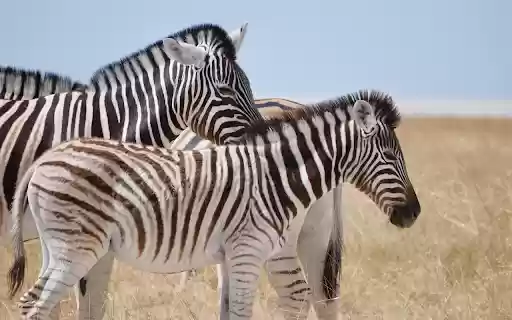 Zebra Bondin Chrome with by OffiDocs for office