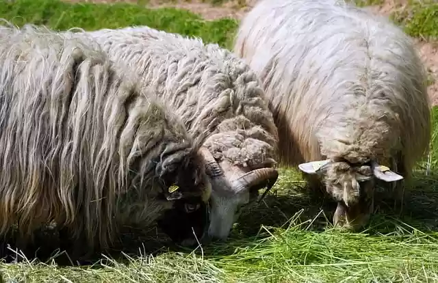 sheep animals nature wool cattle by OffiDocs for