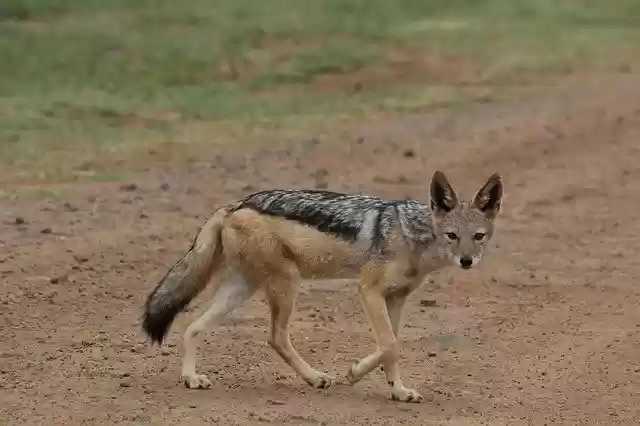 Silver Backed Jackal by OffiDocs for office