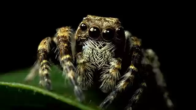 spider arachnid spider closeup by OffiDocs for