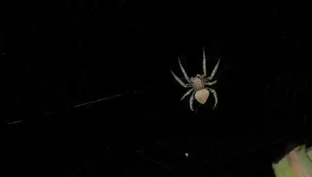 Spider Insect Sting by OffiDocs for office