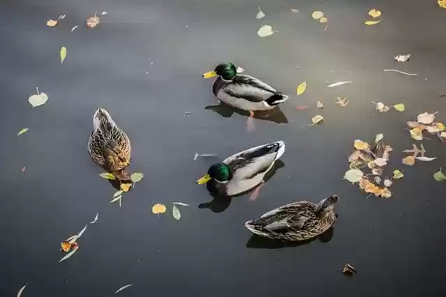 Surface Ducks Water by OffiDocs for office