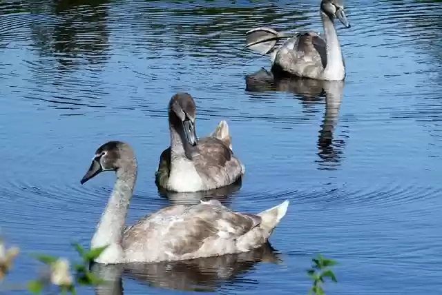 swans birds cygnets wild animals by OffiDocs for