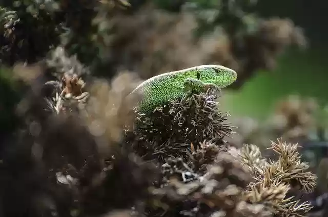 The Lizard Animal Gad by OffiDocs for office