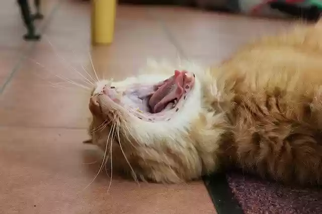 Tired Cute Cat by OffiDocs for office productivity