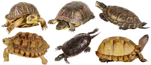 Tortoise Armor Beak by OffiDocs for office