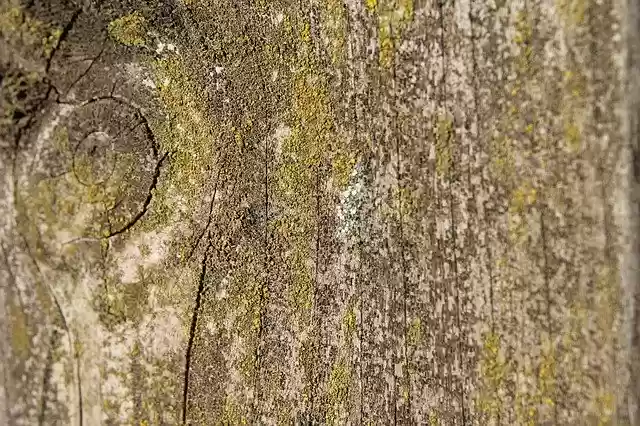 Tree Wood Plank by OffiDocs for office