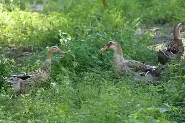 Two Ducks Talking Greenfield Grass by OffiDocs
