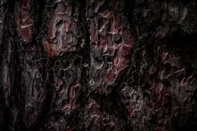 wood texture tree forest nature by OffiDocs for